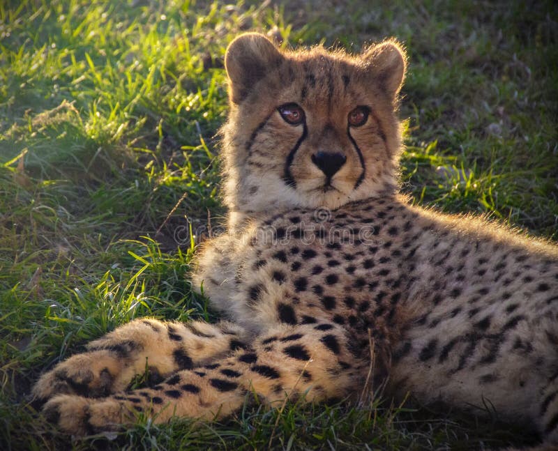 Cheetah in the grass stock image. Image of acinonyx - 155030219