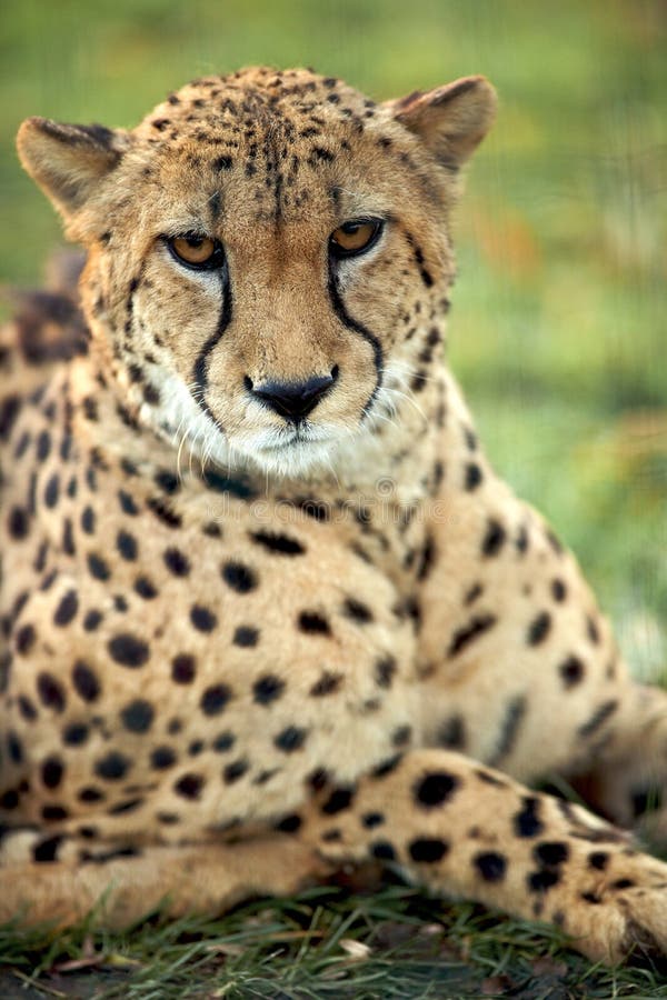 Cheetah - guepard stock photo. Image of cheetah, claws - 12903524