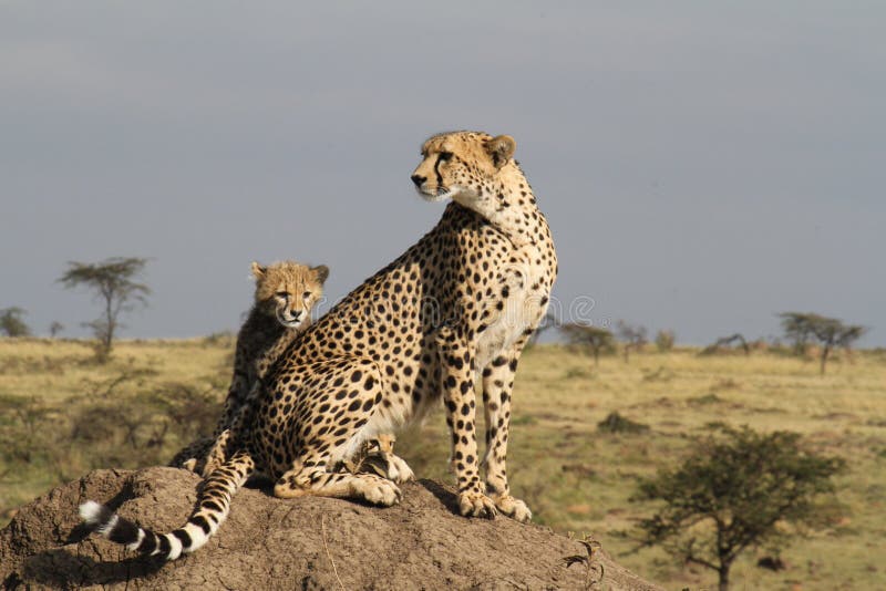 This Cheetah Has a Little Cub Behind Her Stock Photo - Image of animal ...