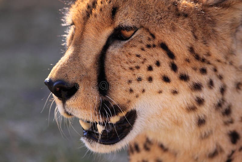 Cheetah head close up stock image. Image of mammal, up - 20492627