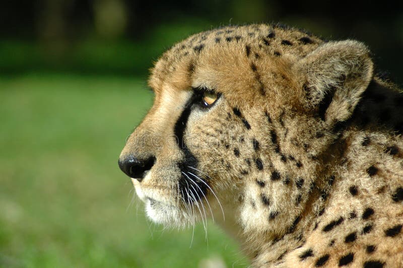 Cheetah head stock image. Image of face, detail, natural - 2880533