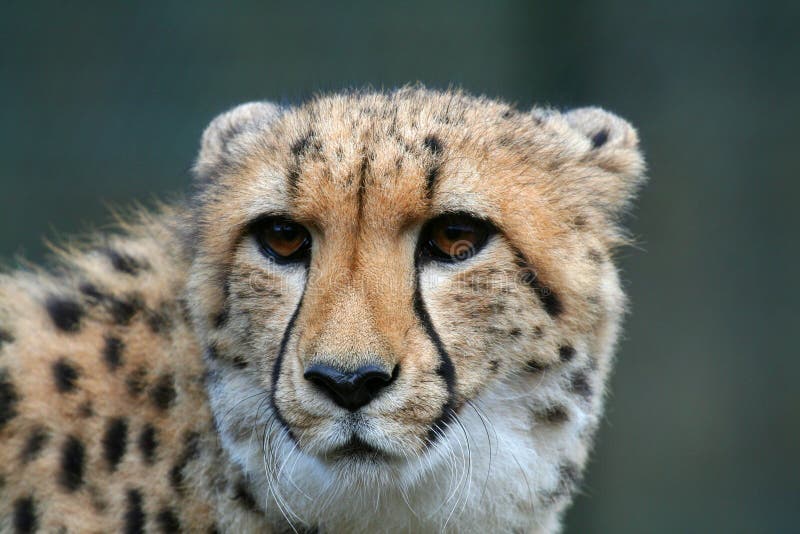 Cheetah head close up stock image. Image of nature, animal - 20492627