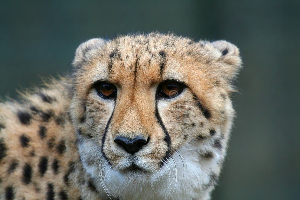 Cheetah head stock image. Image of attentive, stare, african - 904163