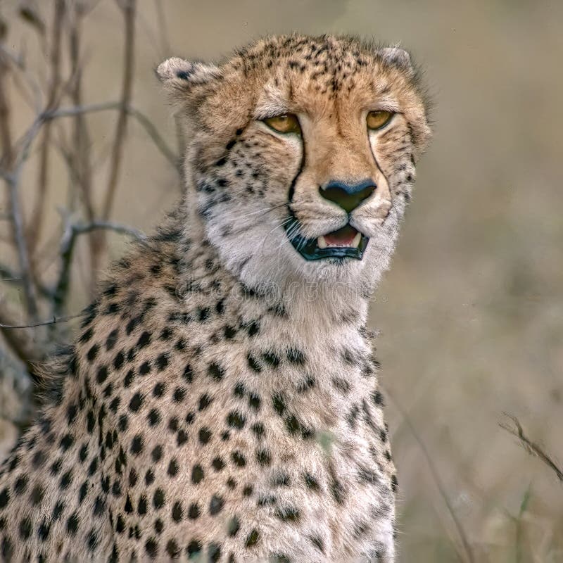 Cheetah head close up stock image. Image of kenya, sitting - 248538147