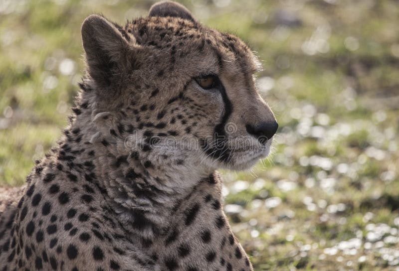 Cheetah head stock photo. Image of fast, nose, dots, feet - 64299200