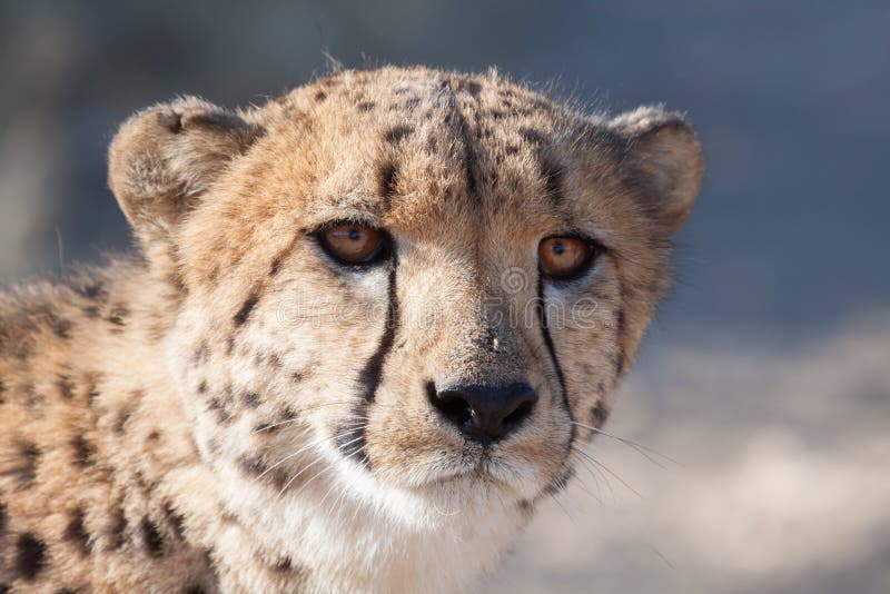 Cheetah head close up stock image. Image of nature, animal - 20492627
