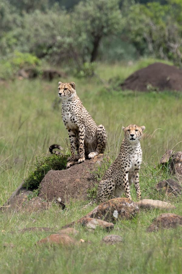 Cheetah and Her Sub Adult Young Stock Photo - Image of plotting, nature ...