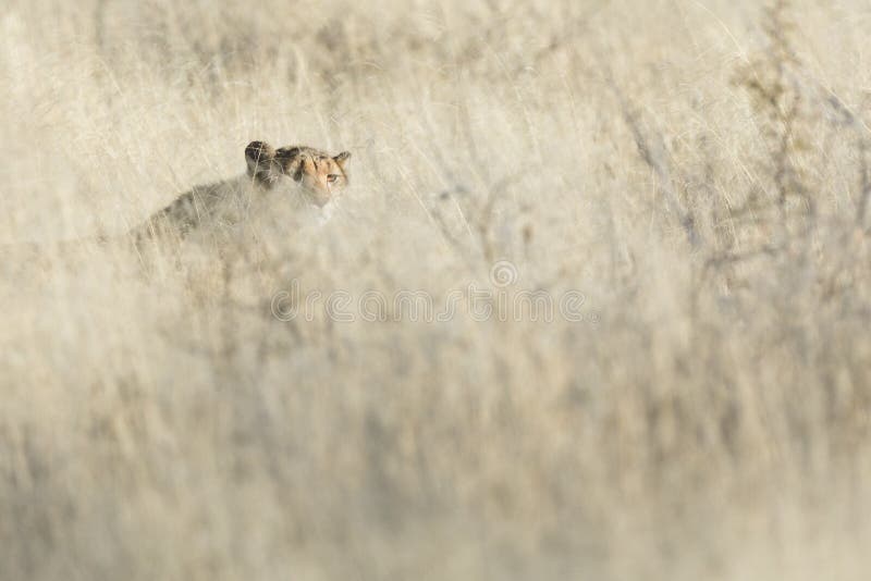 A Cheetah Hiding in Long Grass Stock Photo - Image of wilderness ...