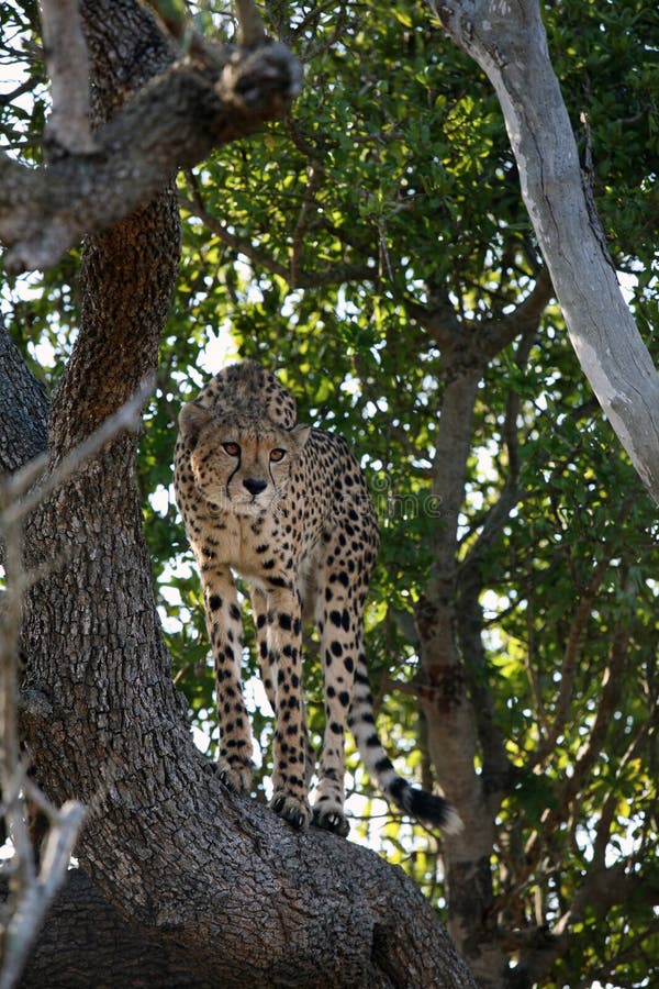 Cheetah Ready To Pounce Stock Photos - Free & Royalty-Free Stock Photos ...