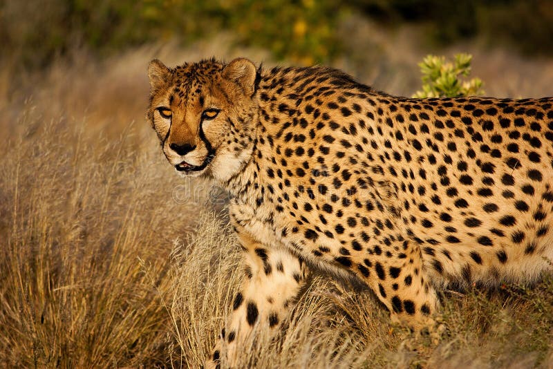 Cheetah Hunting stock photo. Image of claws, cheetah - 25560128