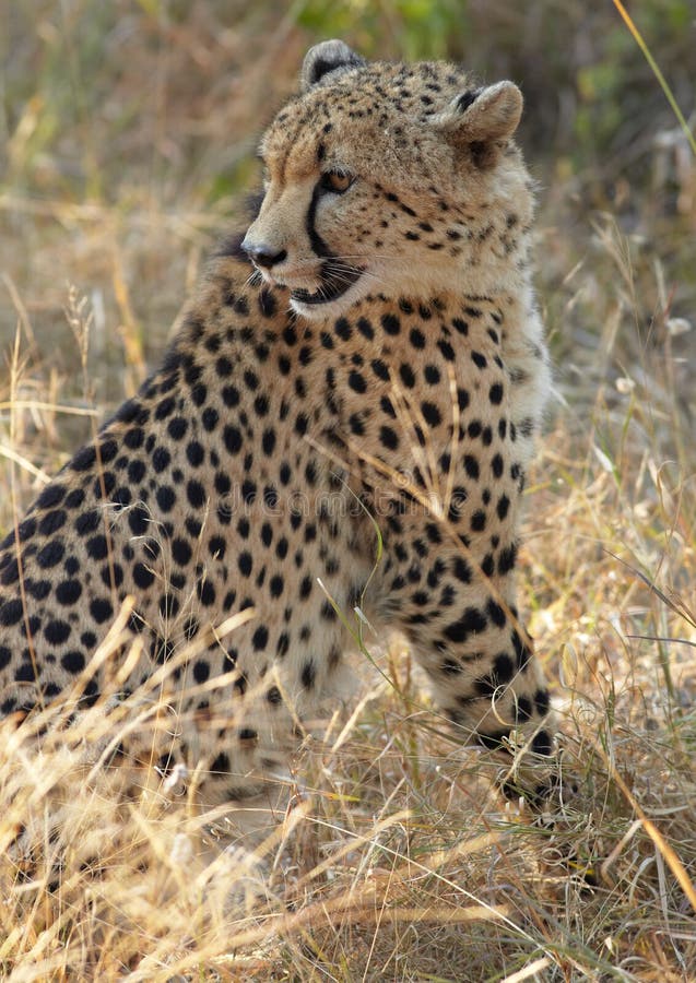 Cheetah hunting stock photo. Image of acinonyx, jubatus - 9690120