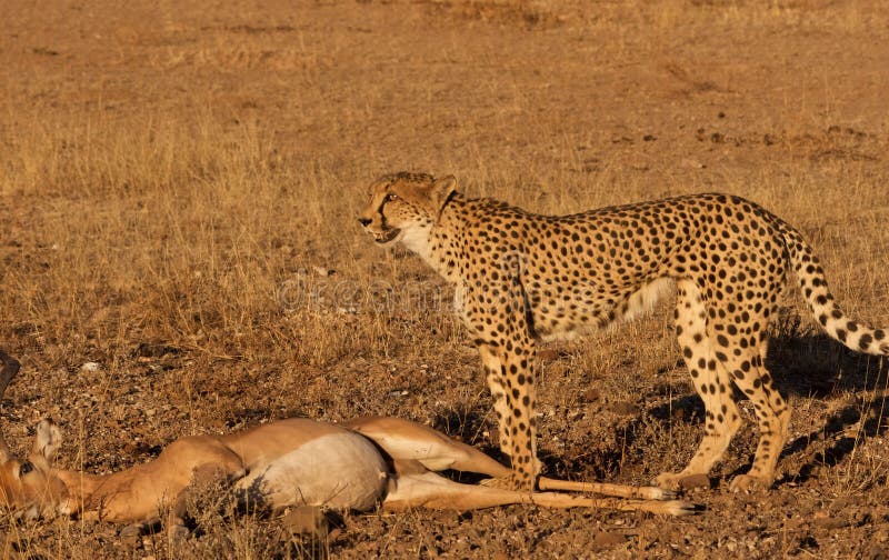 Cheetah Hunting a Deer and Ready To Eat it Stock Photo - Image of sunny ...