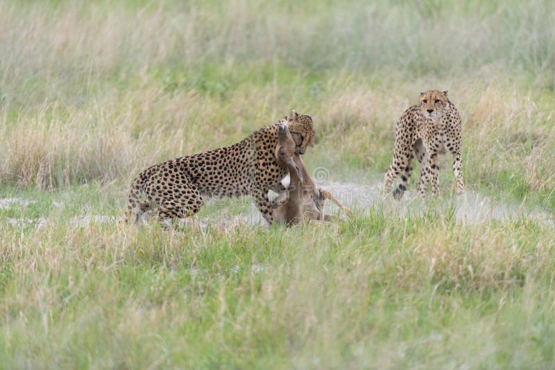 Cheetah Hunting and Killing Stock Photo - Image of botswana, carnivore ...