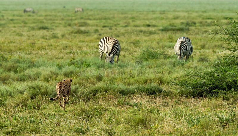 Cheetah hunting zebra stock photo. Image of ngorogoro - 255518168