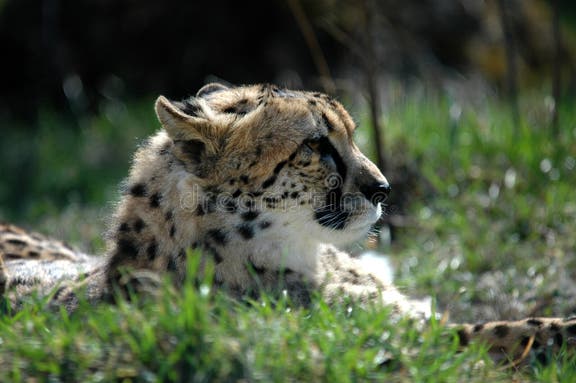 Cheetah II stock photo. Image of dangerous, anmutig, sonnen - 100842