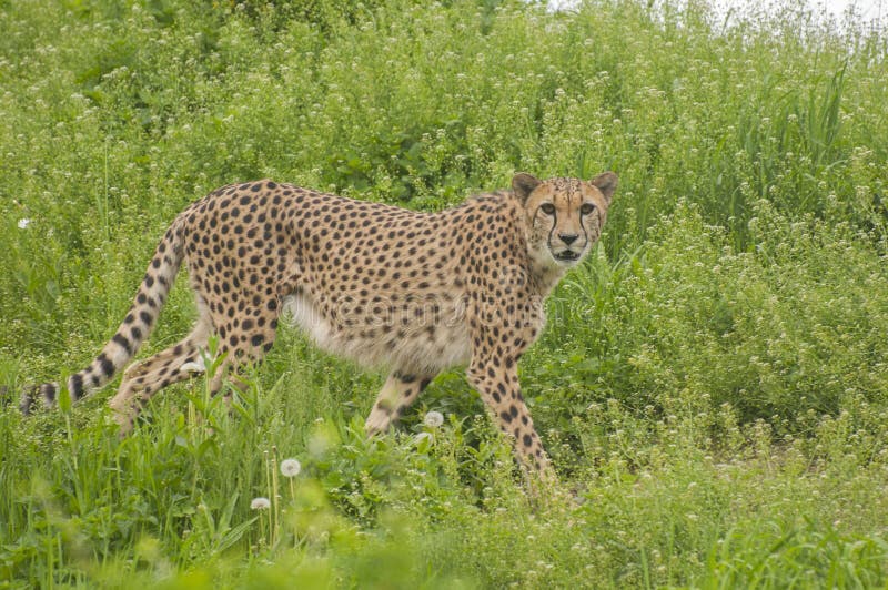 Cheetah stock image. Image of slender, spot, mammal, green - 31364343