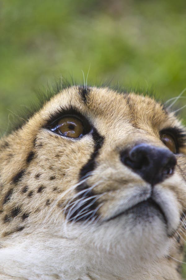 Cheetah On Its Back Picture. Image: 19646433