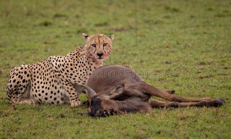 A Cheetah in Kenya, Africa stock image. Image of great - 230694271
