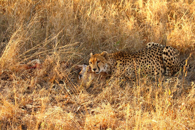 Cheetah on a kill stock image. Image of brush, carnivore - 5567451