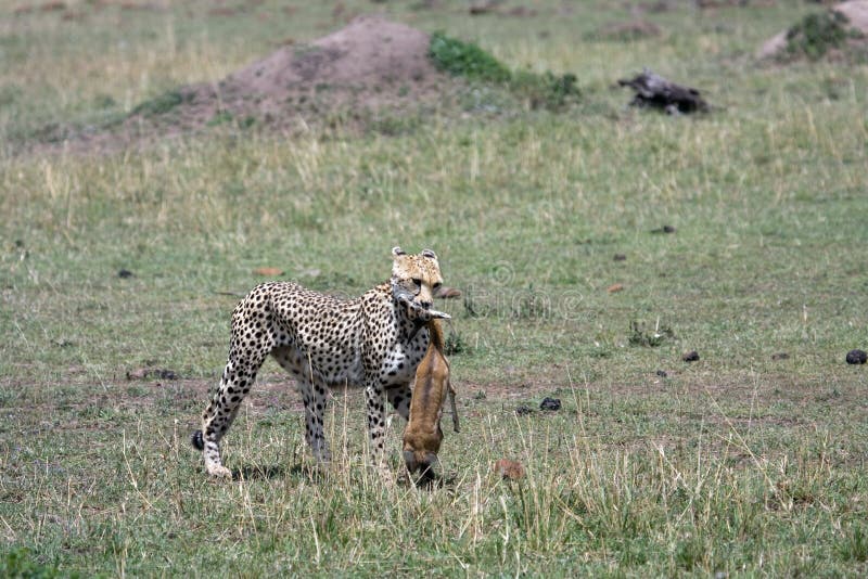 Cheetah with a kill stock image. Image of reserve, masai - 6696267