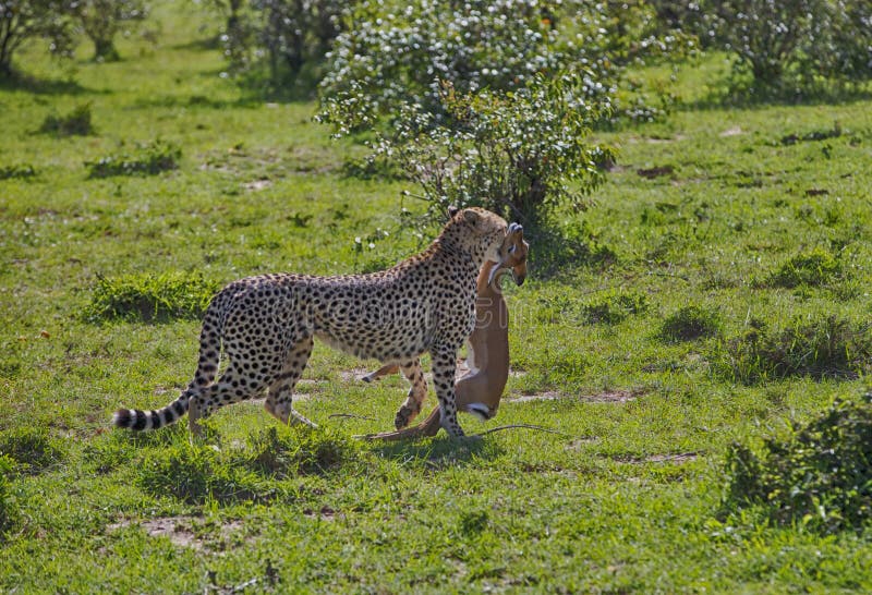 Cheetah with a Kill stock image. Image of africa, predator - 233407895