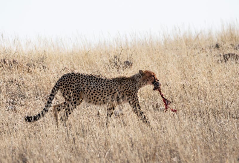 Cheetah with Kill stock image. Image of kill, jubatus - 255408671