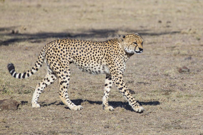 Male Chetah Stock Photos - Free & Royalty-Free Stock Photos from Dreamstime