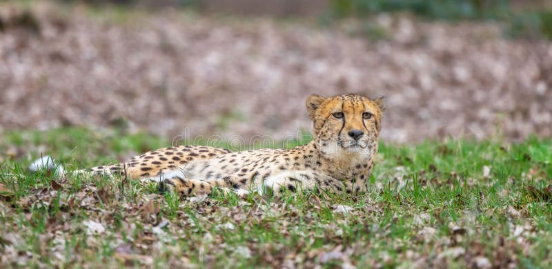 Cheetah Laying in a Grassy Field Near a Tree Stock Photo - Image of ...