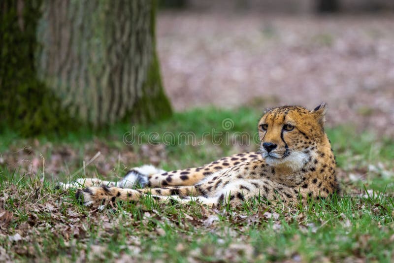 Cheetah Laying in a Grassy Field Near a Tree Stock Image - Image of ...