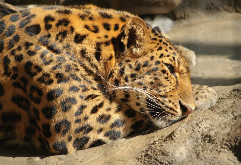 Leopard laying on a rock stock photo. Image of zoological - 21739688