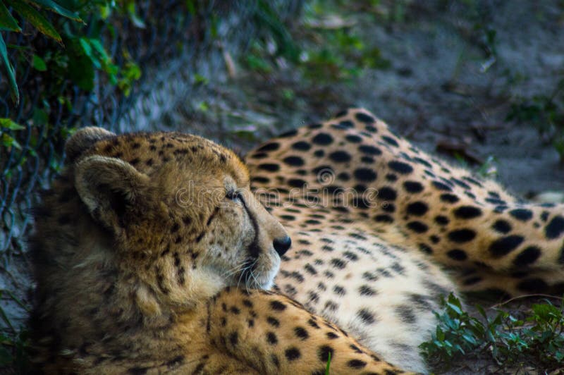 Cheetah stock photo. Image of tree, profile, viewer, side - 46690072