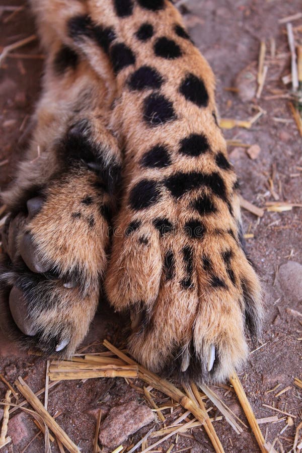 Cheetah legs and claws stock photo. Image of sharp, legs - 22399700