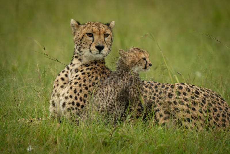 Cheetah Lies with Wet Cub in Rain Stock Photo - Image of rain, safari ...