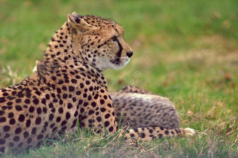 Cheetah in LongLeat stock image. Image of cheetahs, traveling - 93830037