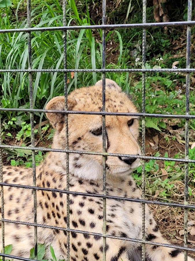 Cheetah Look Face Wildlife Animal Stock Image - Image of cheetah, look ...