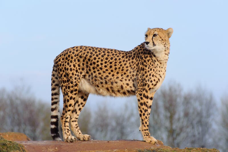 Cheetah looking back stock image. Image of killer, power - 19127747
