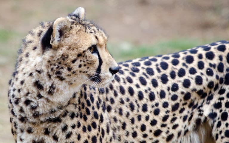 Cheetah looking back stock image. Image of wildlife, species - 27083383
