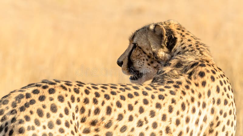 Cheetah looking back stock image. Image of south, africa - 40756847