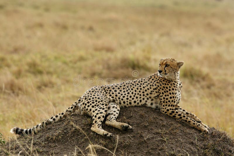 Cheetah Looking at the Back, Masai Mara Stock Photo - Image of beast ...