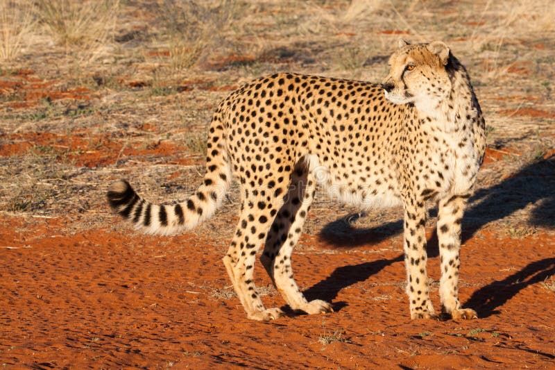 Cheetah looking back stock image. Image of face, fauna - 32296315