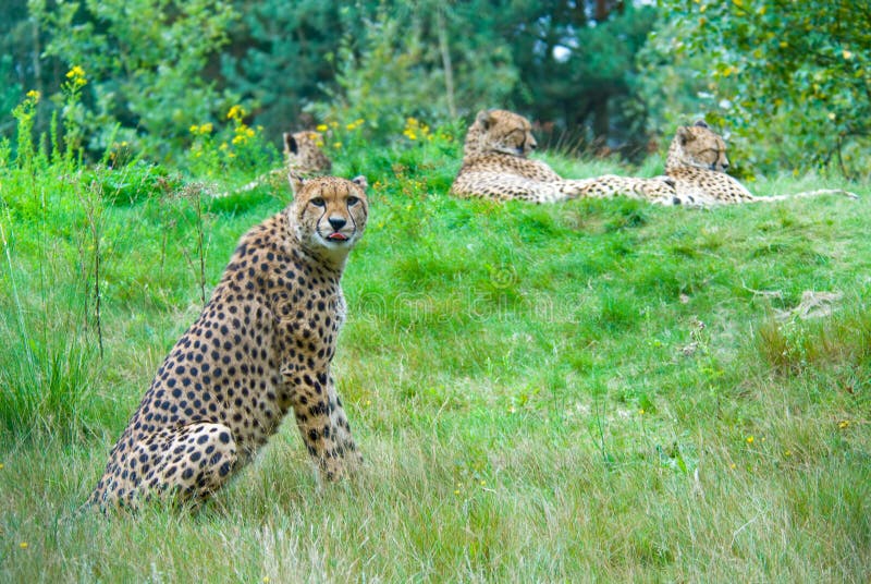 Four Cheetah on Safari stock photo. Image of felidae, safari - 7462188