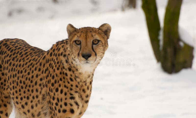 Cheetah stock photo. Image of snow, animal, wildlife - 37918738