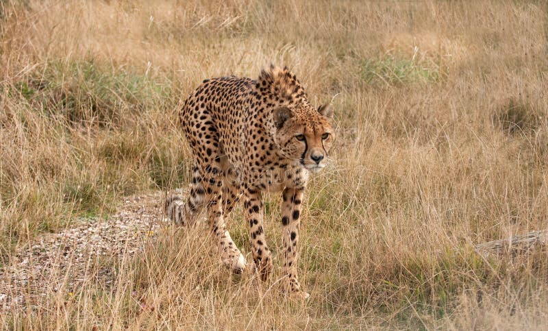 Cheetah Loping Along through Dried Grass Stock Photo - Image of ...