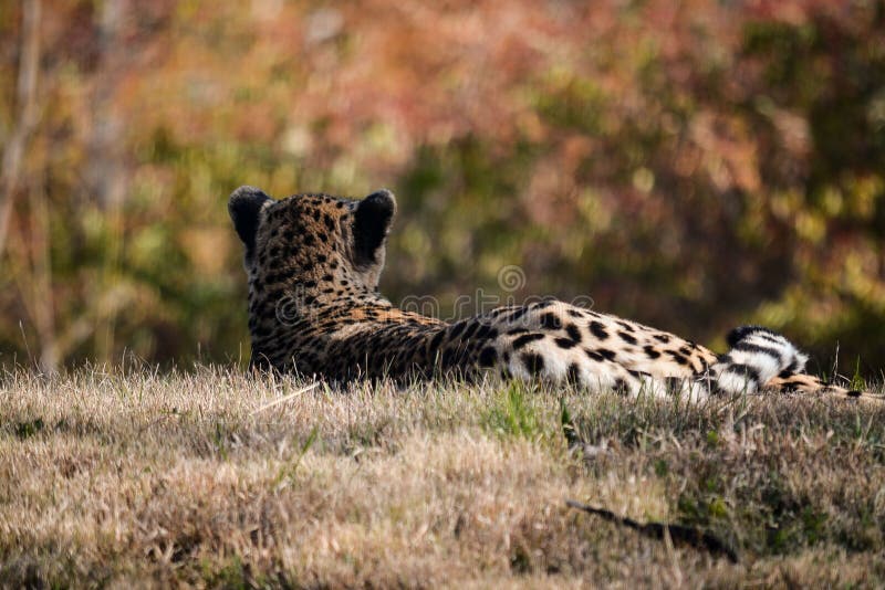 Cheetah stock image. Image of cheetah, jubatus, nature - 46696605