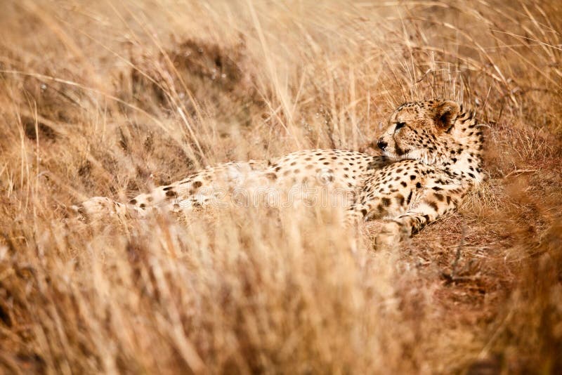 Cheetah stock photo. Image of long, winter, feline, africa - 41786678