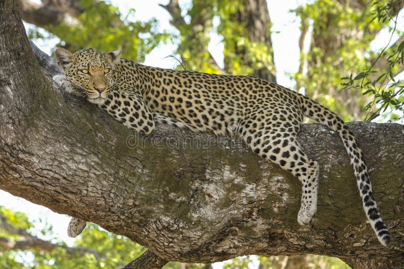 Cheetah Lying On Tree Branch During Day Time Stock Photo - Image of ...
