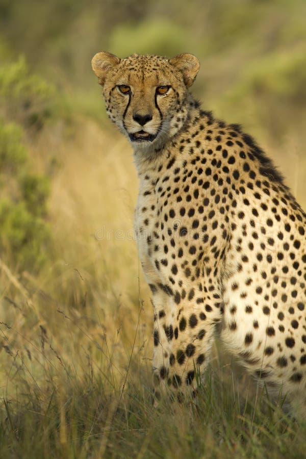 Cheetah male stock image. Image of predator, side, creature - 18982515