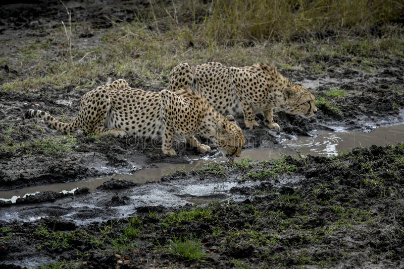 Cheetah on the water stock image. Image of grafrac14 - 130952681