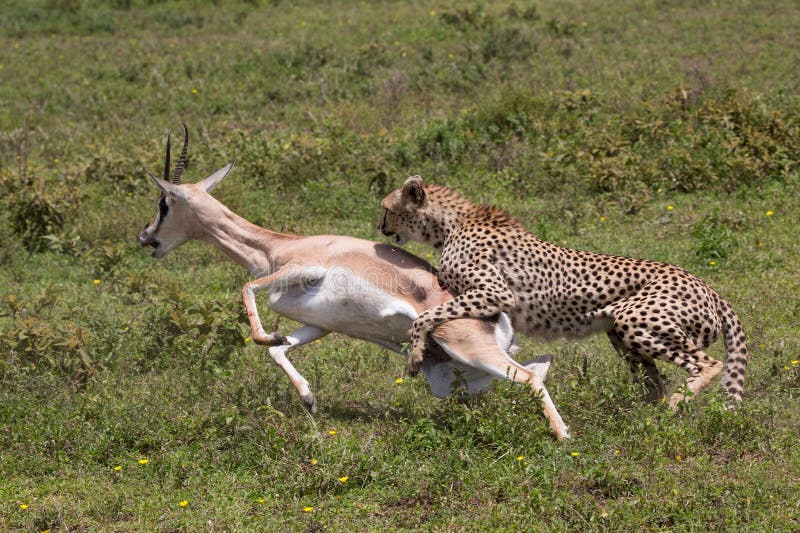 Cheetah in the Moment of Hunting a Deer in the Jungle Stock Image ...