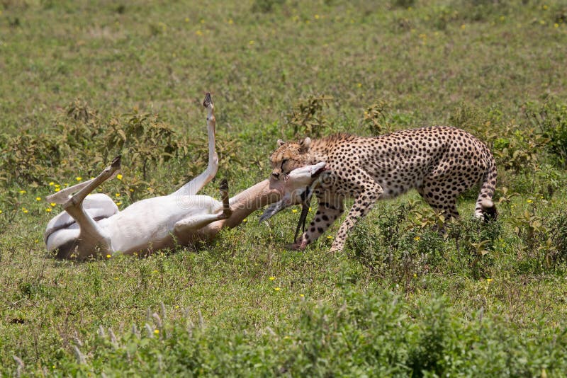 Cheetah in the Moment of Hunting a Deer in the Jungle Stock Photo ...